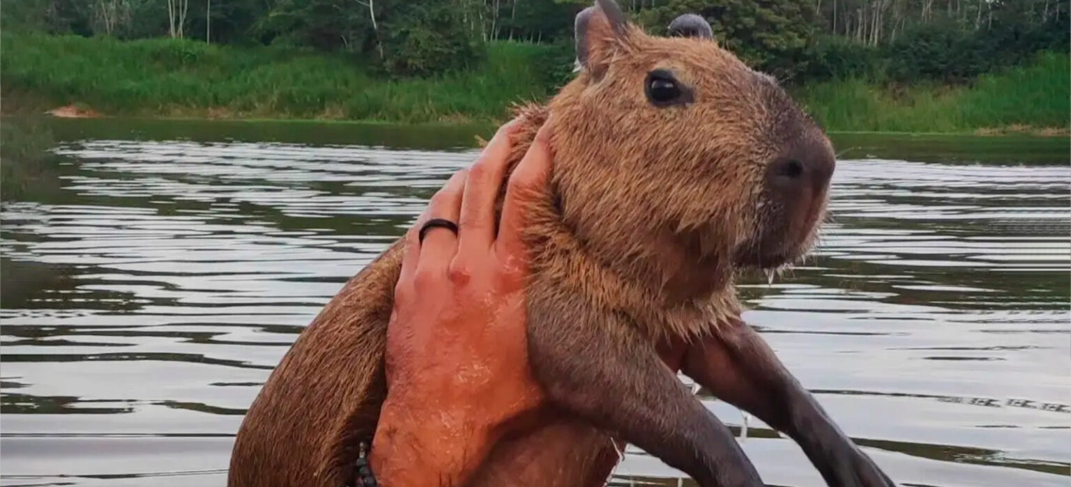 Capivara: o maior roedor do mundo e seus hábitos fascinantes - Natureza ...