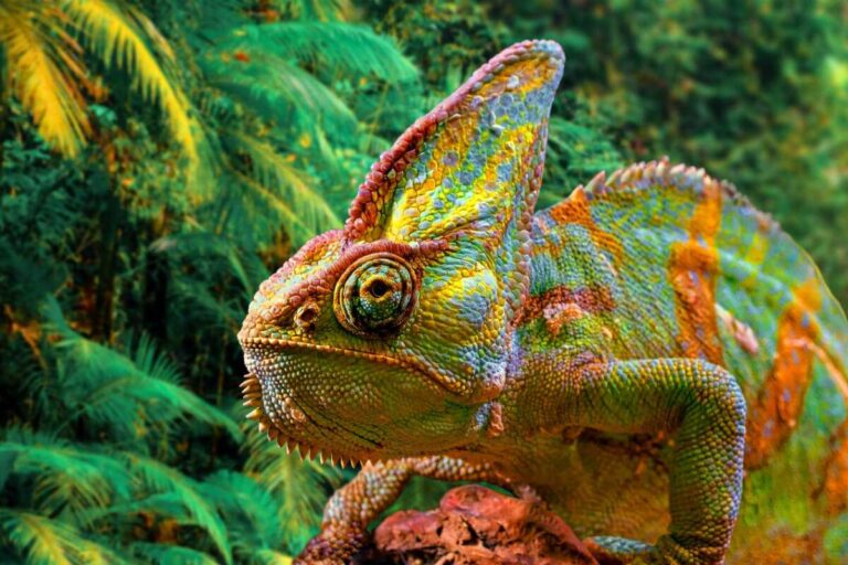 Chameleon: The Magic of Change - Natureza Incomum