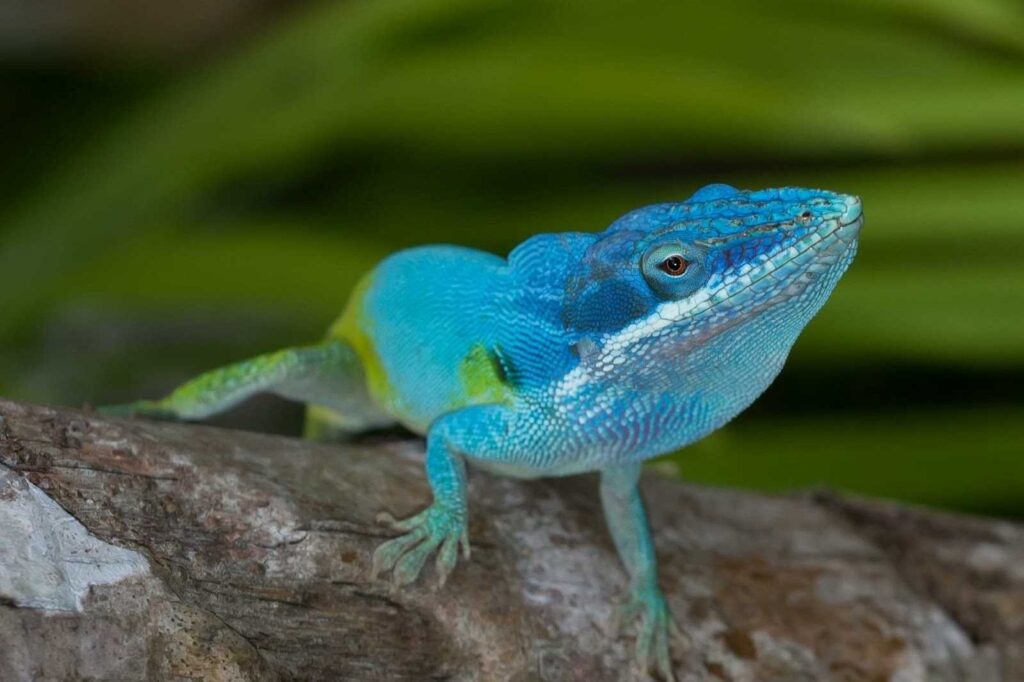A Fascinante Vida do Lagarto-de-gola - Natureza Incomum