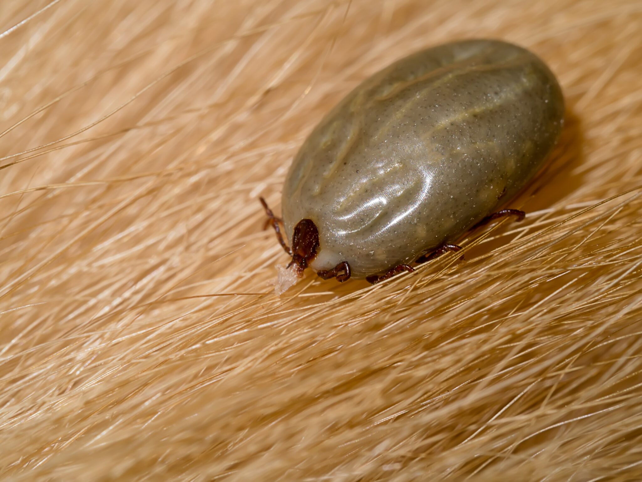 Carrapato-de-cachorro: O Microcosmos da Infecção - Natureza Incomum