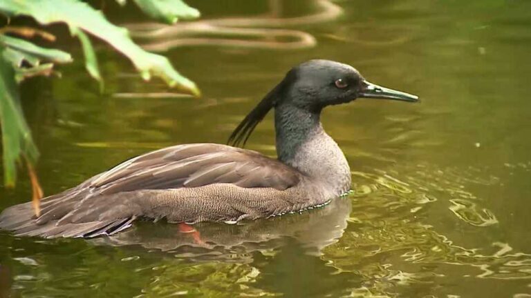 A Águia Careca: Símbolo da Liberdade Americana - Natureza Incomum