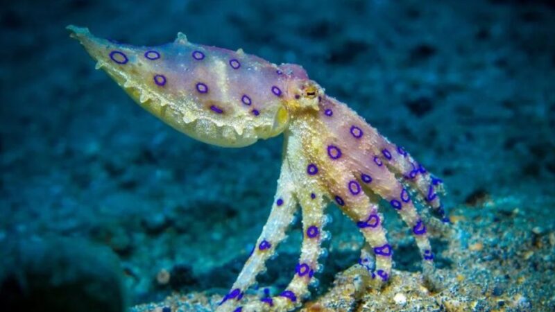 O Polvo Thaumoctopus Mimicus: O Mestre da Camuflagem - Natureza Incomum