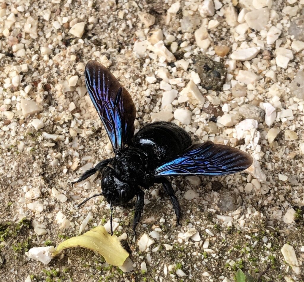 A Fascinante Abelha-Carpinteira (Xylocopa spp.): Guardiã da Natureza ...